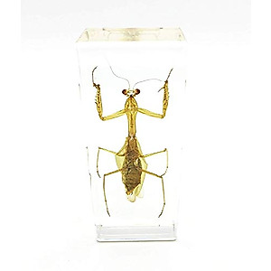 Praying Mantis(Mantis)(rearhorse) Paperweight Specimen Science Education Specimens(4.4x1.6x1.1")