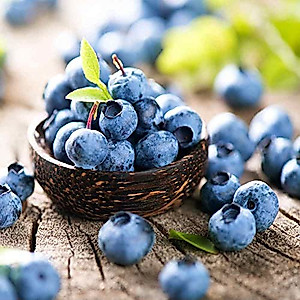 Outsidepride Perennial Northern Highbush Blueberry Fruit Garden Plants - 1000 Seeds