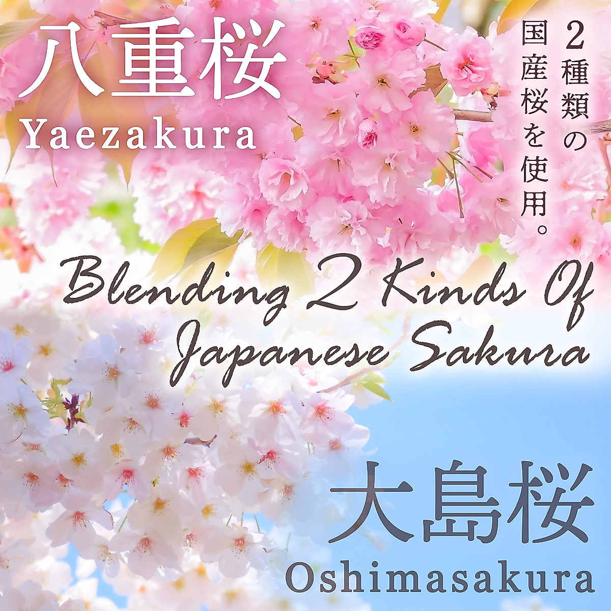 YAMASAN KYOTO UJI Sakura Latte -Creamy and Aromatic Foam- Using Japanese Cherry Blossom 100%, 3.5oz, Made in Japan,Sold by Japanese company