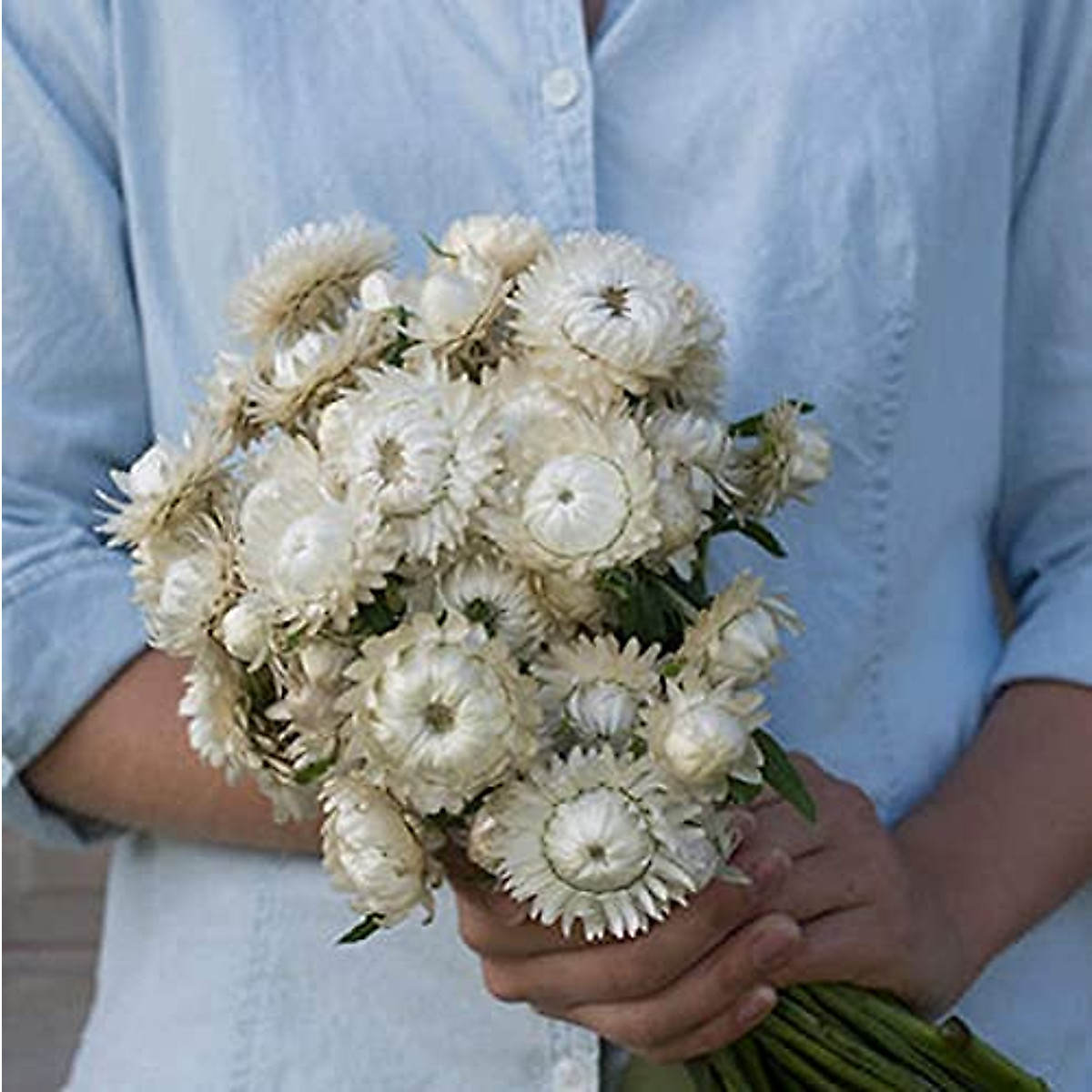 David's Garden Seeds Flower Strawflower Vintage White FBA-8487 (White) 100 Non-GMO, Heirloom Seeds