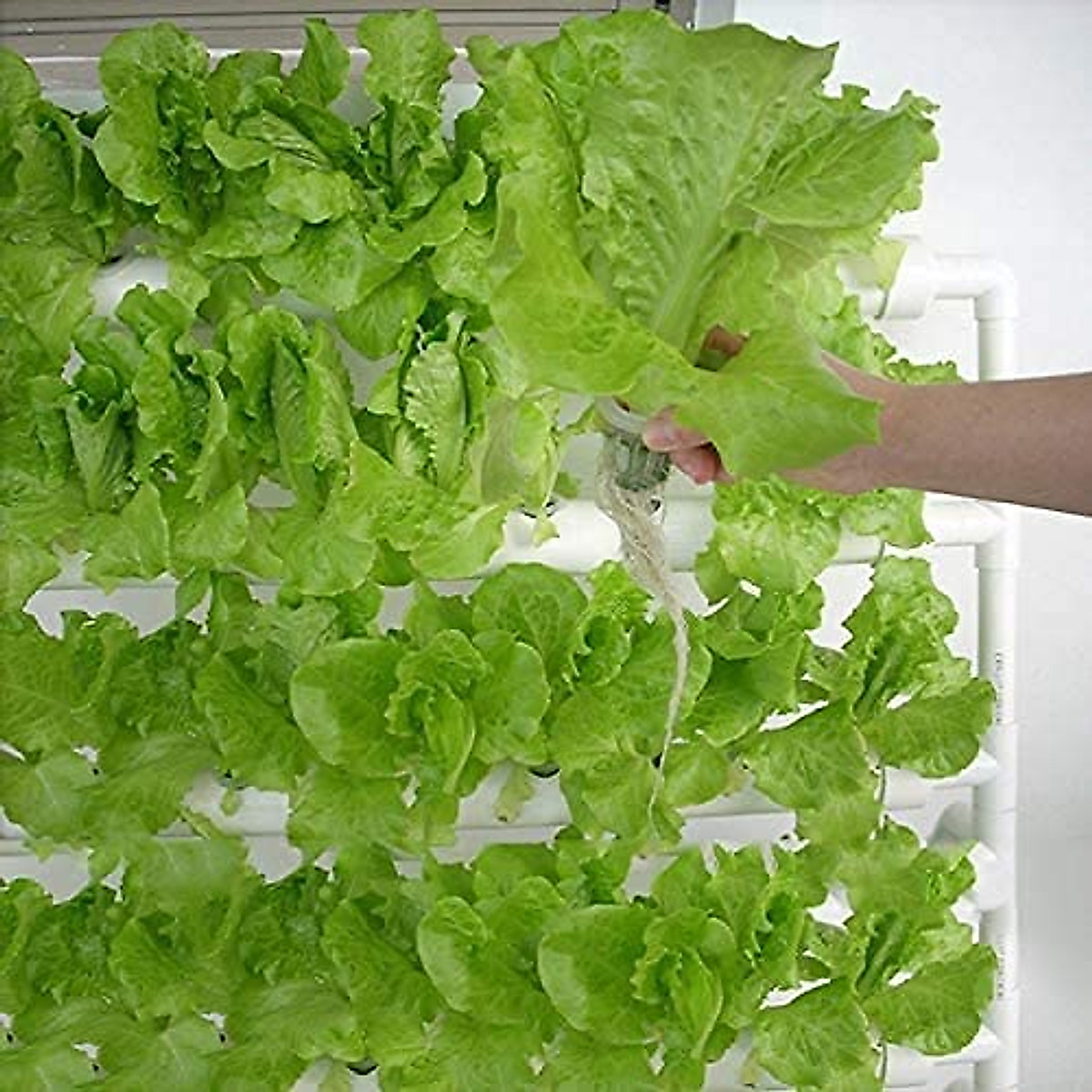 SanSanYa Hydroponic Site Grow Kit 36 Planting Sites Hydroponic Grow Kit Hydroponic Garden Plant Growing System with Rockwool Grow Baskets Sponges