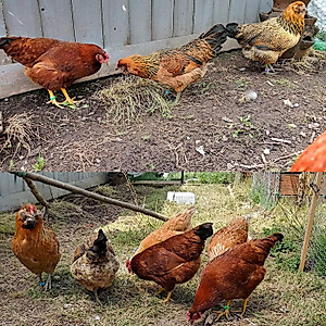 HONBAY 100PCS 5 Colors Poultry Foot Rings Leg Bands Clip-on Rings for Birds, Ducks and Chickens (16mm(1.1-5.5lbs))