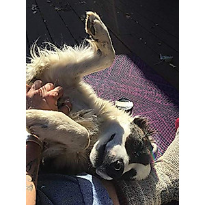 iCalmPet | Through a Dog's Ear: Calm Your Puppy | Micro SD Card | 3-hrs | Early Treatment of Noise Phobias and Sound sensitivities in Younger Canines