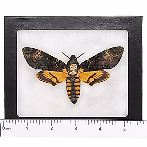 BicBugs Acherontia atropos REAL FRAMED SILENCE OF THE LAMBS DEATH'S HEAD MOTH