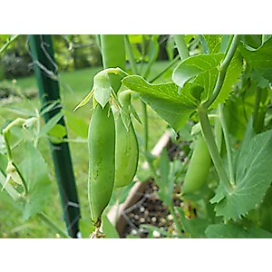 30 Sugar Snap Pea Seeds for Planting Heirloom Non GMO 7+ Grams Garden Vegetable Bulk Survival