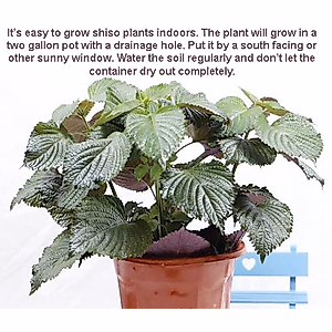 For 2024! 200 Perilla Seeds,Non GMO Seeds for Sprouting, Heirloom Vegetable Seeds for Planting. Great Hydroponic Seeds for Pods(Egoma/Sesami Herb Seeds #2,Perilla 紫苏,Green-1g,200 Seeds)