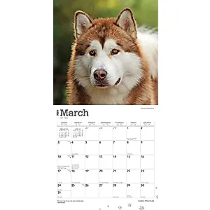 Alaskan Malamutes | 2024 12 x 24 Inch Monthly Square Wall Calendar | BrownTrout | Animals Dog Breeds