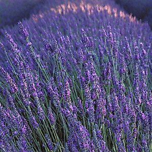 Men's Cologne Fragrance Spray by Curve, Casual Day or Night Scent, Spicy Wood Magnetic Scent, 4.2 Fl Oz