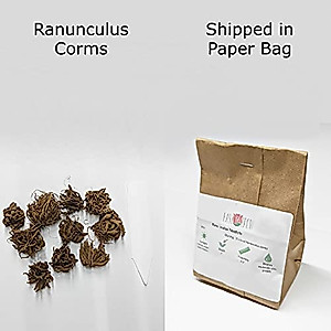 Easy to Grow Ranunculus Tecolote 'Salmon' Plant Bulbs (10 Pack) - Beautiful Pink, Orange & Yellow Flowering Blooms in Temperate Spring Gardens