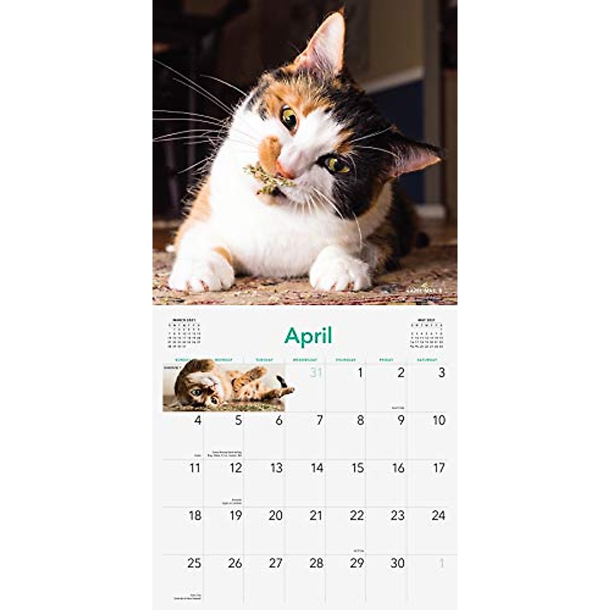 Cats on Catnip Wall Calendar 2021