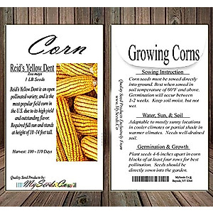 1 lb (1,600+ Seeds) Reid's Yellow Field Corn Seed (OP) Open pollinated Variety - Non-GMO Seeds by MySeeds.Co (1 lb Reid Yellow Corn)