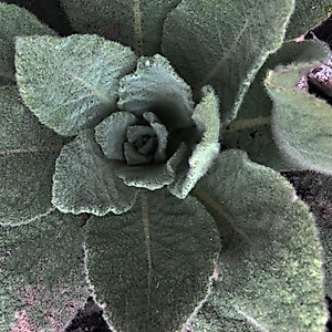 Bulk Mullein Seeds (Verbascum thapsus) 500 Seeds (0.5 Grams) - Aaron’s Rod, Great Mullein, Common Mullein, Velvet Plant, Toilet Paper Plant