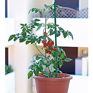 17" Green Bamboo Sticks,Garden Wood Plant Stakes,Floral/Orchid/Tomato Wooden Stakes Plant Support Stakes Wooden,Wooden Sign Posting Garden Sticks(30pcs)