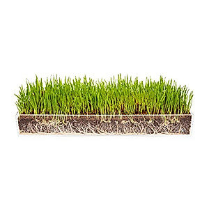 Organic Wheatgrass Growing Kit with Style x 3 – Plant an Amazing Wheat Grass Home Garden, Juice Healthy Shots, Great for Pets, Cats, Dogs. Complete with Stunning Tray and Accessories. (3-Pack)