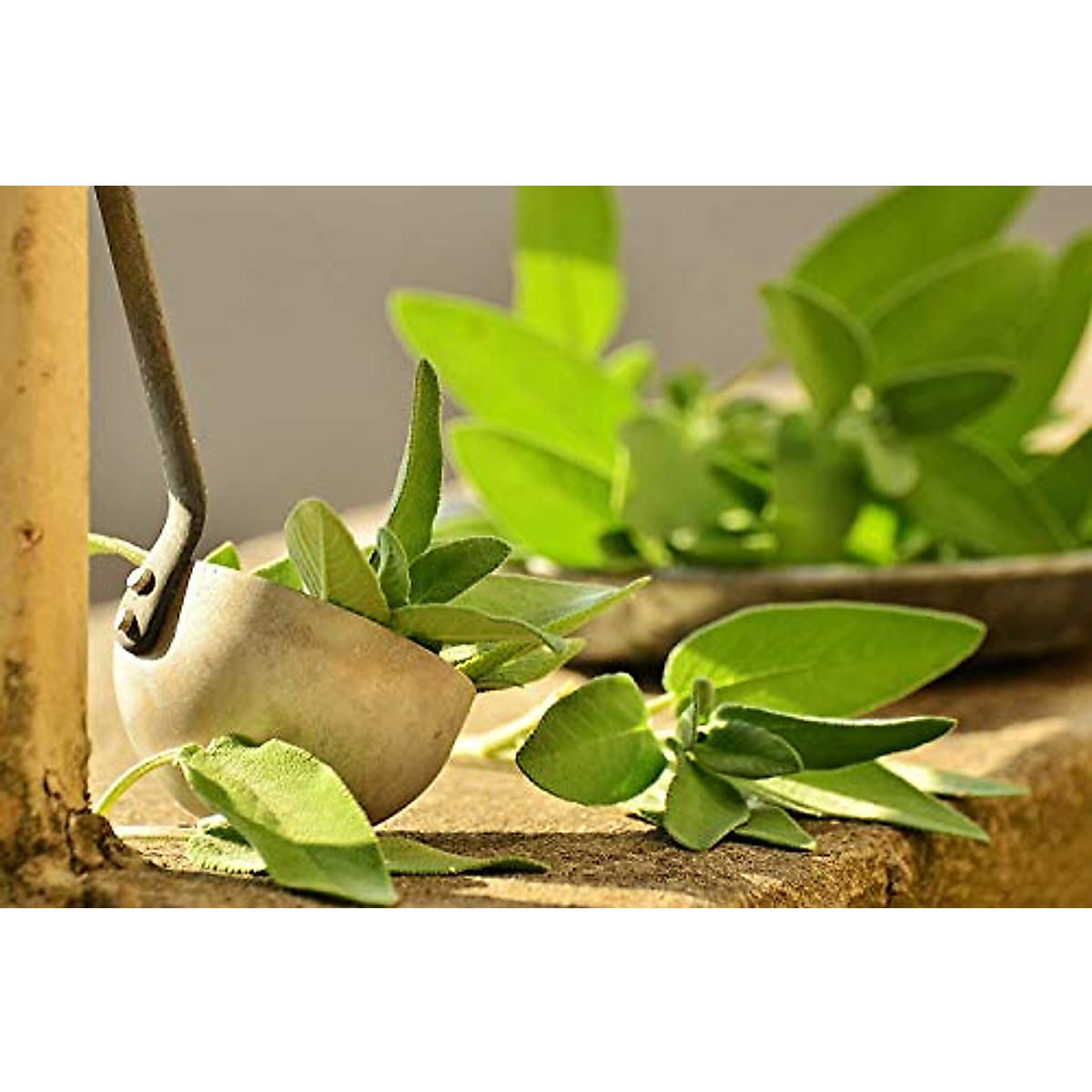 Gaea's Blessing Seeds - Sage Seeds (1.5g) Non-GMO Seeds with Easy to Follow Planting Instructions - Heirloom 88% Germination Rate