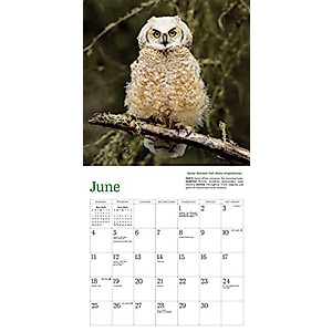 Audubon Little Owls Mini Wall Calendar 2023: A Year of Fluffy and Round Owls