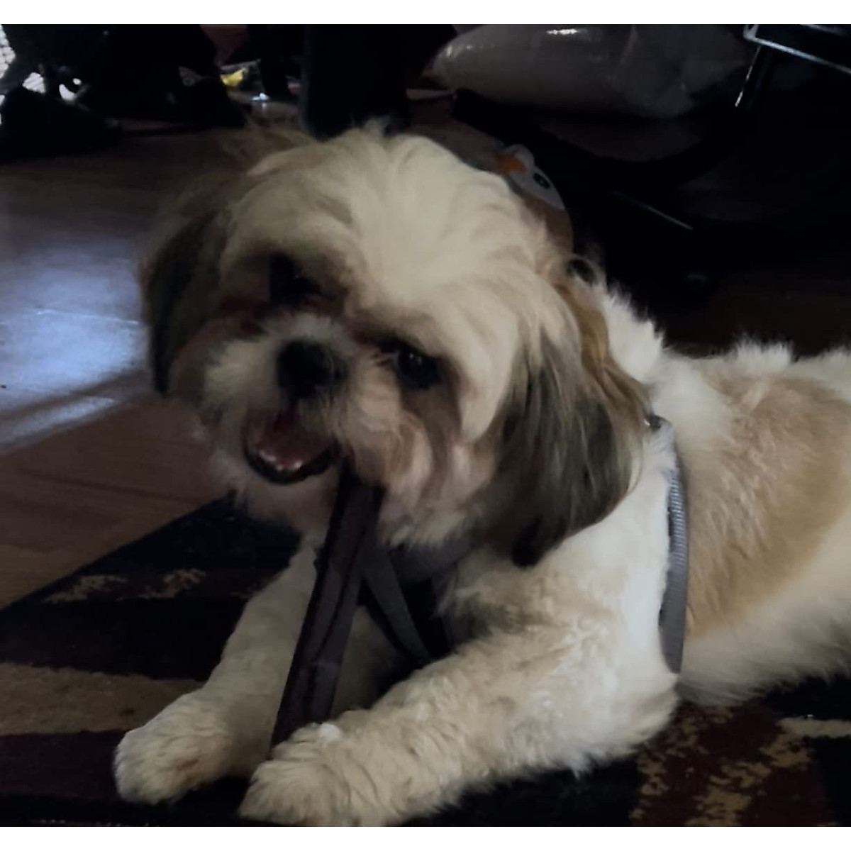 Chewer's Joy Collagen Spring Sticks 15pk 5-6" for Dogs. Up to 100% Collagen Promotes Healthy Joints, Bones, Skin, Digestion, & Shiny Coat. Bully Stick & Rawhide Alternative. Long Lasting.