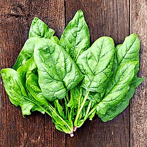Giant Spinach Herb Garden Seeds for Planting About 100 Seeds