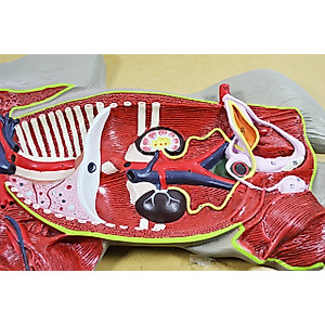 Premium Model Pig Dissection - Eisco Labs