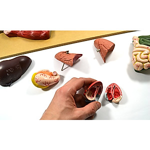 Premium Model Pig Dissection - Eisco Labs