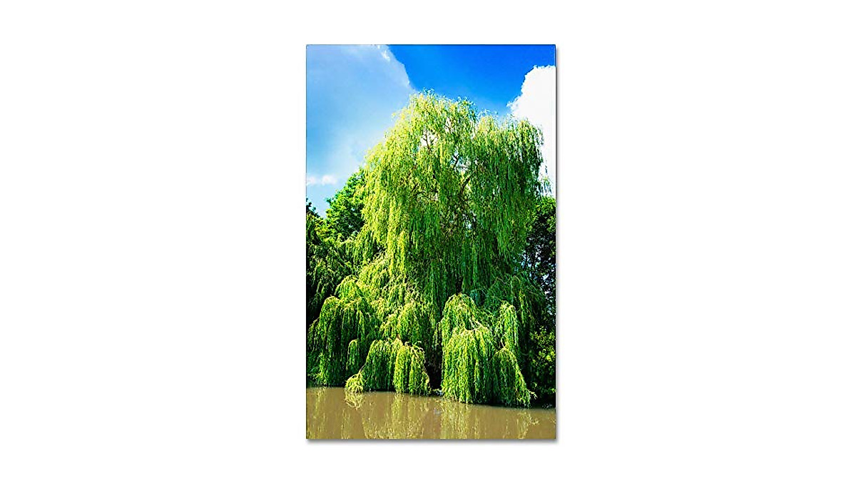 Grow 4 Wisconsin Weeping Willows - Easy Planting Kit for Fast Results