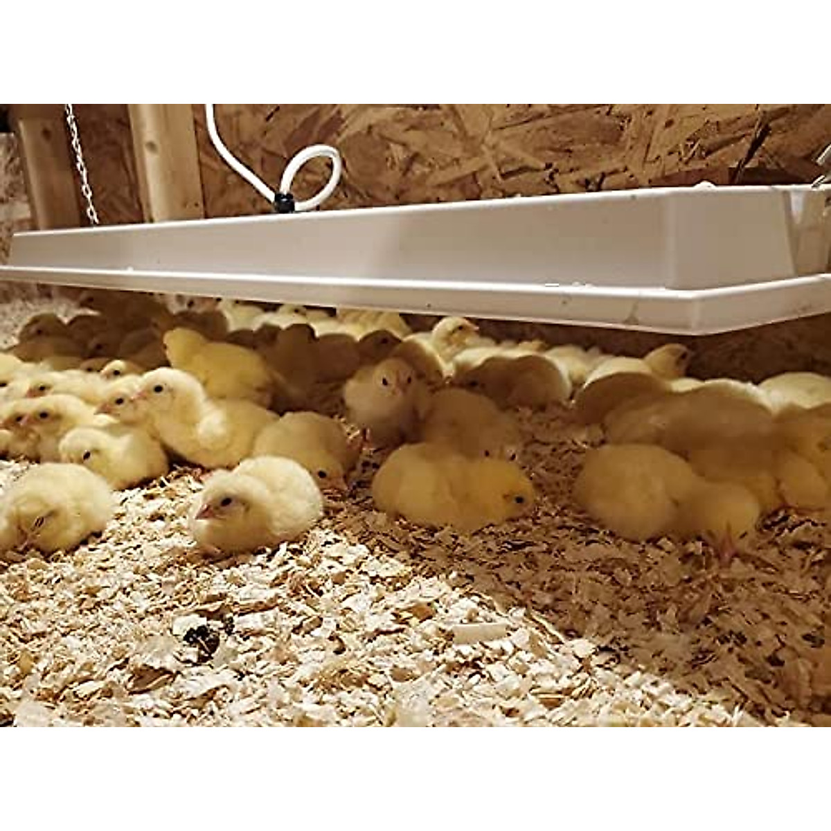 SWEETER HEATER Safe Heater for Chicks, Coops, & Animals, OH11x40, 150 Watt