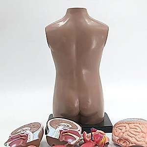 WFTD Removable Torso Model, Human Internal Organs Male Torso Anatomical Model Organ Structure Building for Children's Science Popularization and Medical Teaching