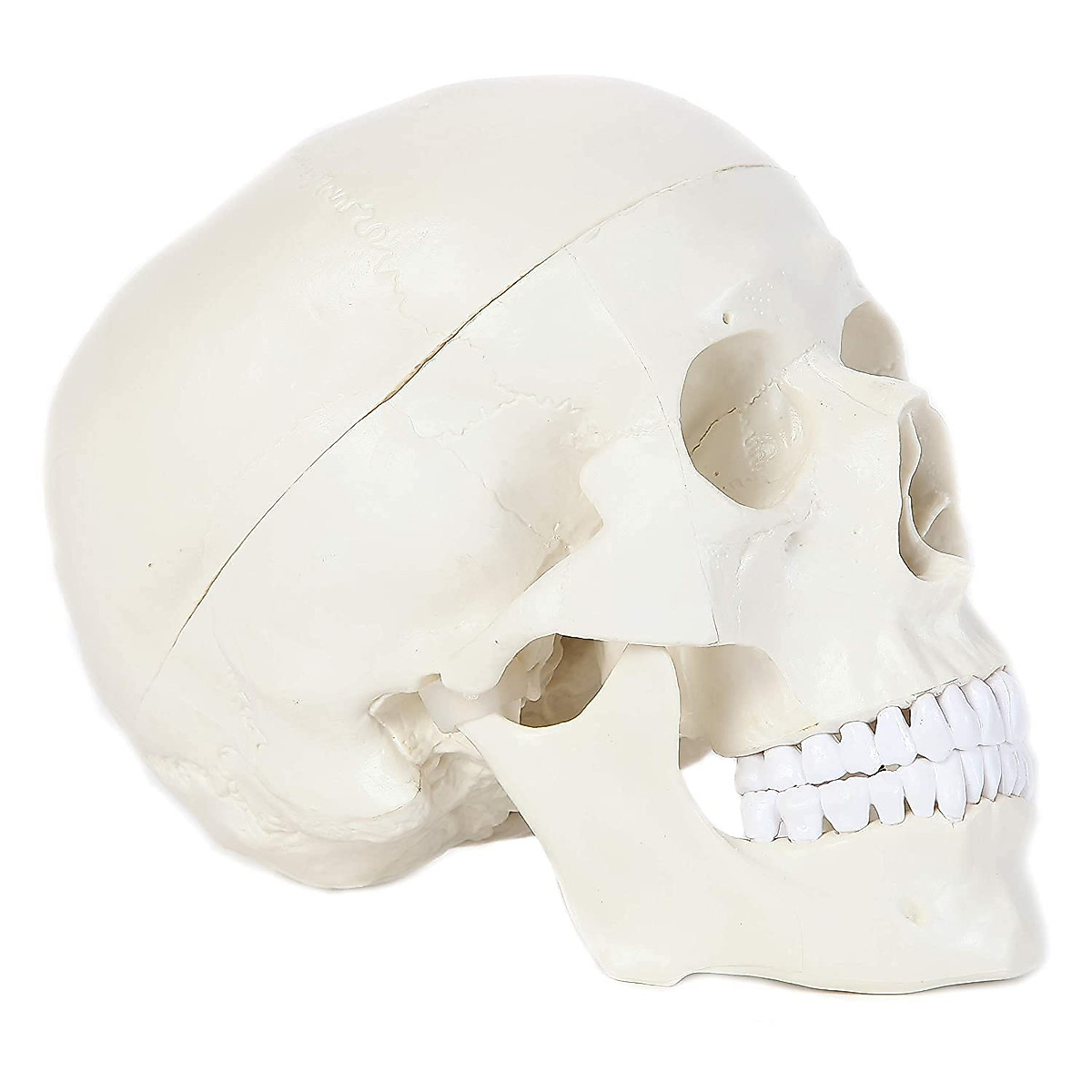 Alikeke Human Skull Anatomical Model, Human Anatomy Head Skeleton Model 4.5x3.5x3.5 in, Includes Full Set of Teeth, Removable Skull Cap and Articulated Mandible