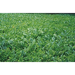 Trophy Rapeseed - 5 lb Bags