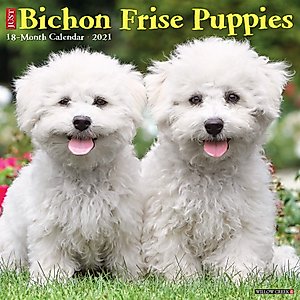 Just Bichon Frise Puppies 2021 Wall Calendar (Dog Breed Calendar)