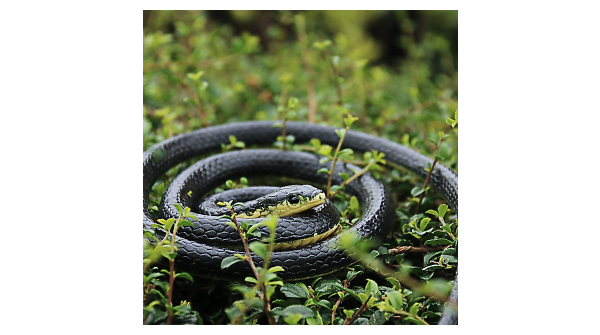 Realistic 49" Fake Rubber Snake Prank Toy - Homdipoo