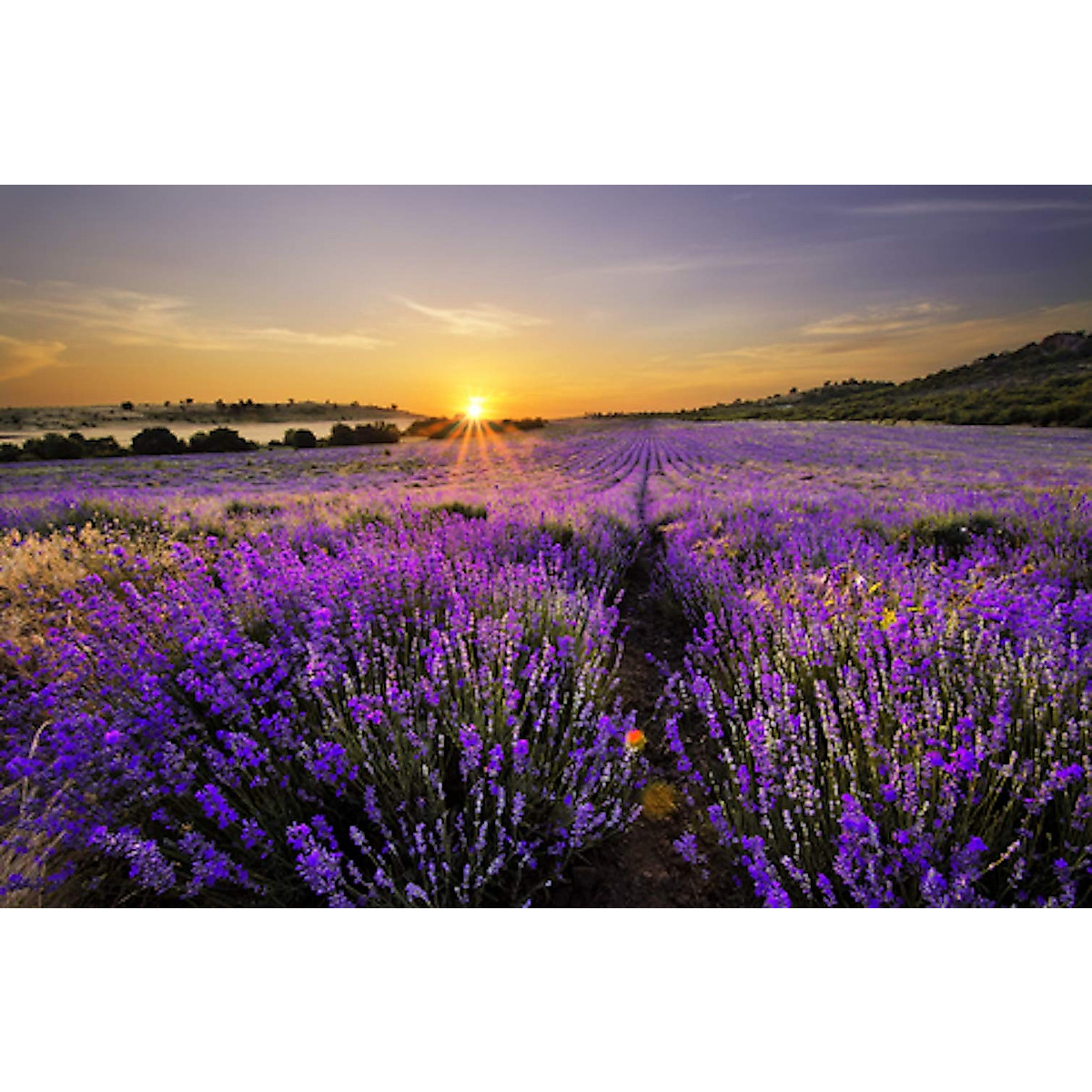 Ladybug Spot Luxurious Rich Classic Long Lasting Masculine Natural Solid Cologne Infused with Essential Oils for Men & Woman 1 OZ Large Size (Sandalwood & Patchouli)