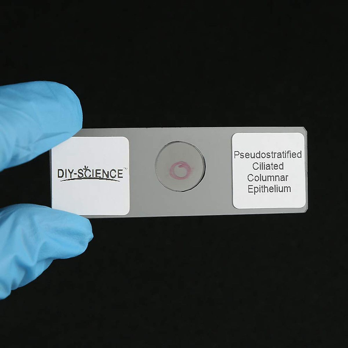 Prepared Epithelium Types Microscope Slides Set, Excellent 11pcs Specimens Representing The Major Types of Epithelium