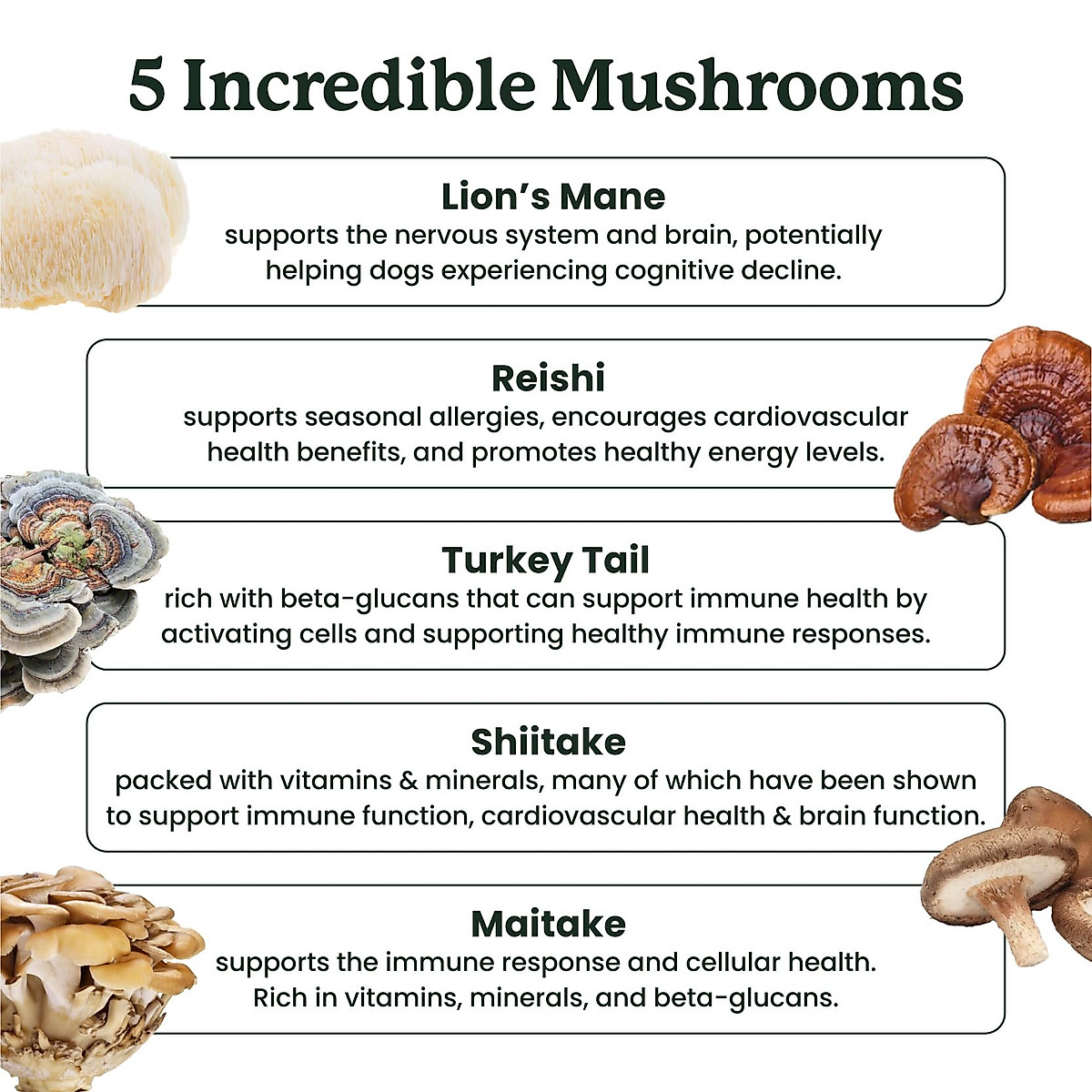 Lolahemp Mushroom Supplement for Dogs - Tasty Chews with Organic Mushroom Complex for Immune System & Cognitive Health - Turkey Tail, Reishi, Shiitake, Maitake & Lion's Mane