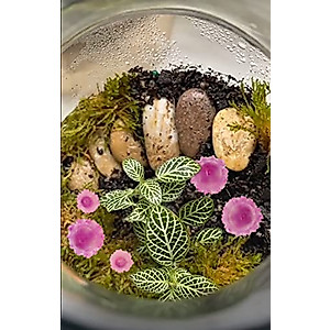 coonoe Mini Mushrooms for Fairy Garden, Translucent Fairy Garden Mushrooms with Stakes for Terrarium, Potted Plant, Mini Mushroom Garden Decor, Crafted Cute Tiny Fairy Garden Accessories