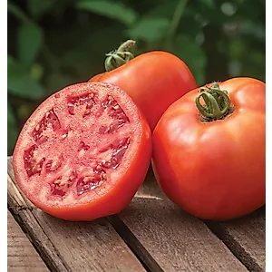 Burpee 'BushSteak' Hybrid, Red Beefsteak Slicing Tomato, 40 Non-GMO Seeds