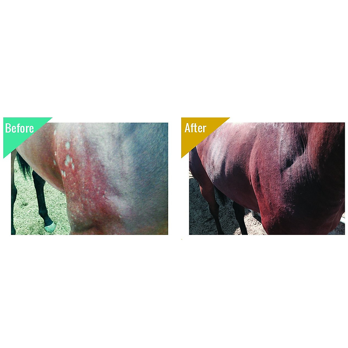 Big Mare Horse Medicated Body Wash | Clinically Proven Effective for Girth Itch, Scratches, Hives, Rain Rot, Dry, Irritated Skin & Hair Loss | Veterinary Approved & Recommended 32 oz Bottle