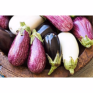Seeds4planting - Seeds Eggplant Aubergine Long Mix Rare Thai Heirloom Vegetable Non GMO