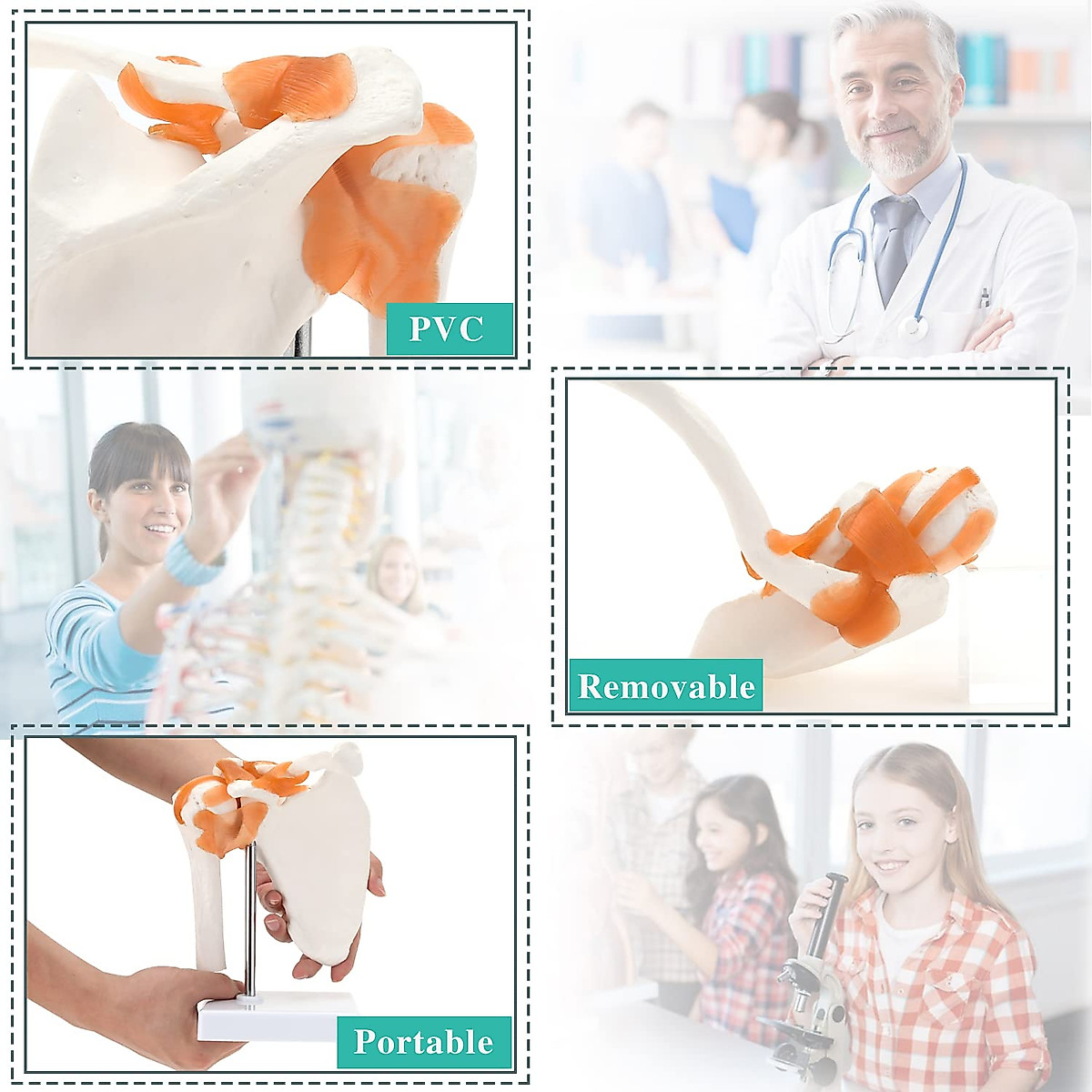 RONTEN Medical Shoulder Anatomy Model with Functional Ligaments, Life Size Anatomical Human Shoulder Joint Model for Science Class Medical Teaching Display Model (Includes a Base)