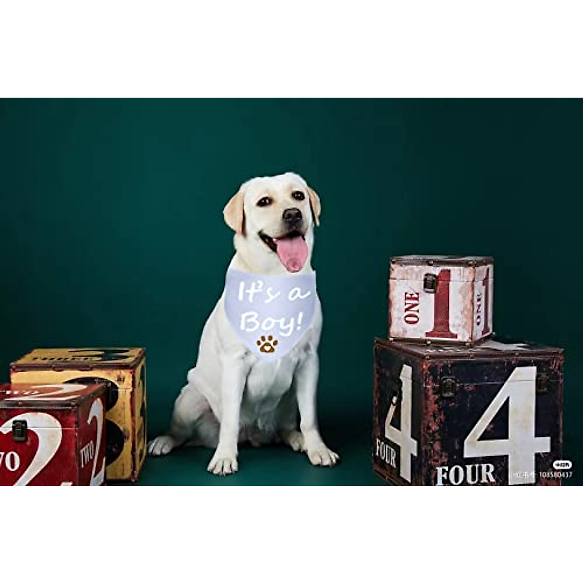 Waghaw Gender Reveal Dog Bandana, It's A Girl It's A Boy Dog Bandana Gender Reveal Bandana for Small Medium Large (Small (Pack of 1), Blue)