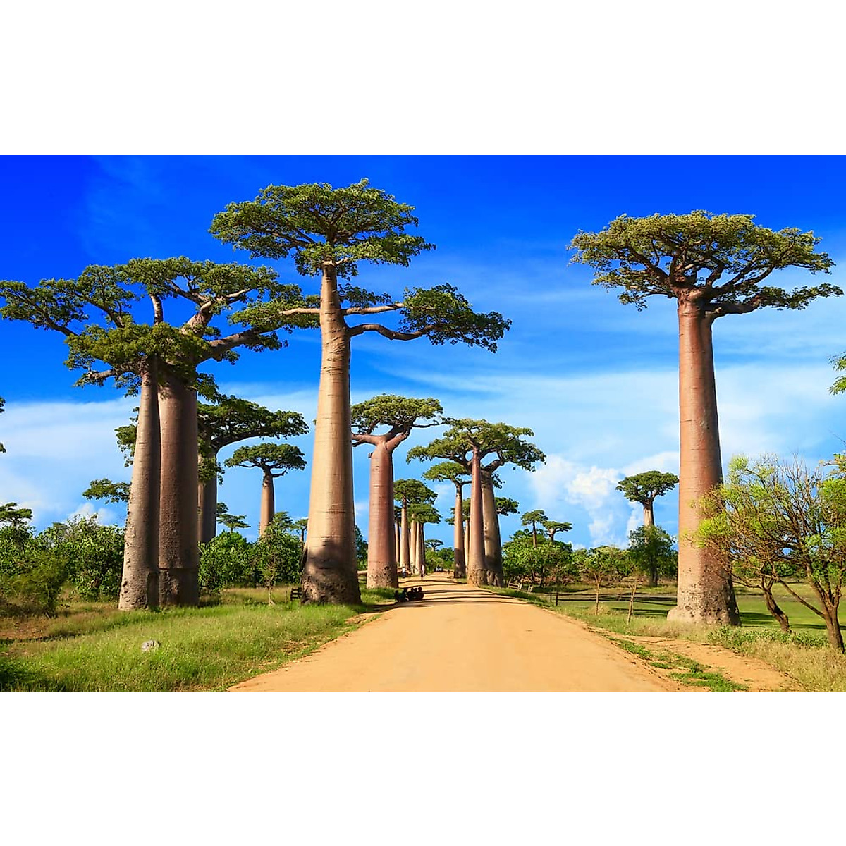 African Baobab Bonsai Tree Seeds - 5 Seeds to Grow - Highly Prized Baobab Tree - Ships from Iowa. Exotic Indoor Bonsai Seeds to Grow