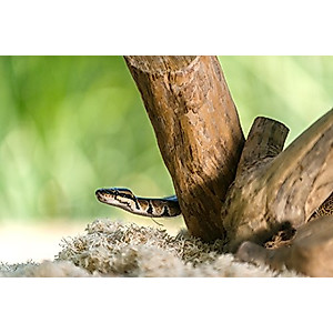 Galápagos (05064) Aspen Digs Shavings Bedding, 8-Quart, Natural