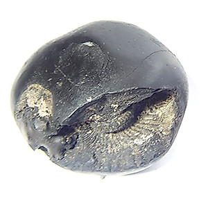 XUETZALCOATL Kurma Laxmi Navnidhi Purnachakra Purnagarbha Shaligram from Kali Gandaki