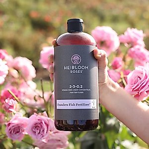 Heirloom Roses Founder’s Fish Fertilizer - Plant Food for Plants, Organic Liquid Emulsion Fertilizer, Garden Fertilizers for Rose Flower and Tomato Outdoor Gardening
