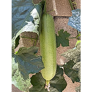 Flosage NPKure, 4-2-2 NPK, Chicken Manure Pellets, All-Purpose, All-Natural Fertilizer, Organic, Do Not Burn Roots, for Common Crops, 3 Pounds