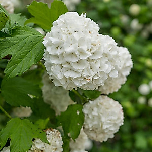Old Fashion Snowball Viburnum Plant in Pot, 6 to 12 Inc Tall White Flower Plant for Garden No Ship CA