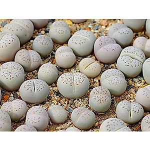 5 Lithops Live Plants 0.4 Inc, White Lithops Living Stones Succulents Planting Ornament Flower Pot Planting Garden Gift