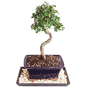Brussel's Live Chinese Elm Outdoor Bonsai Tree - 5 Years Old; 10" to 14" Tall with Decorative Container, Humidity Tray & Deco Rocks