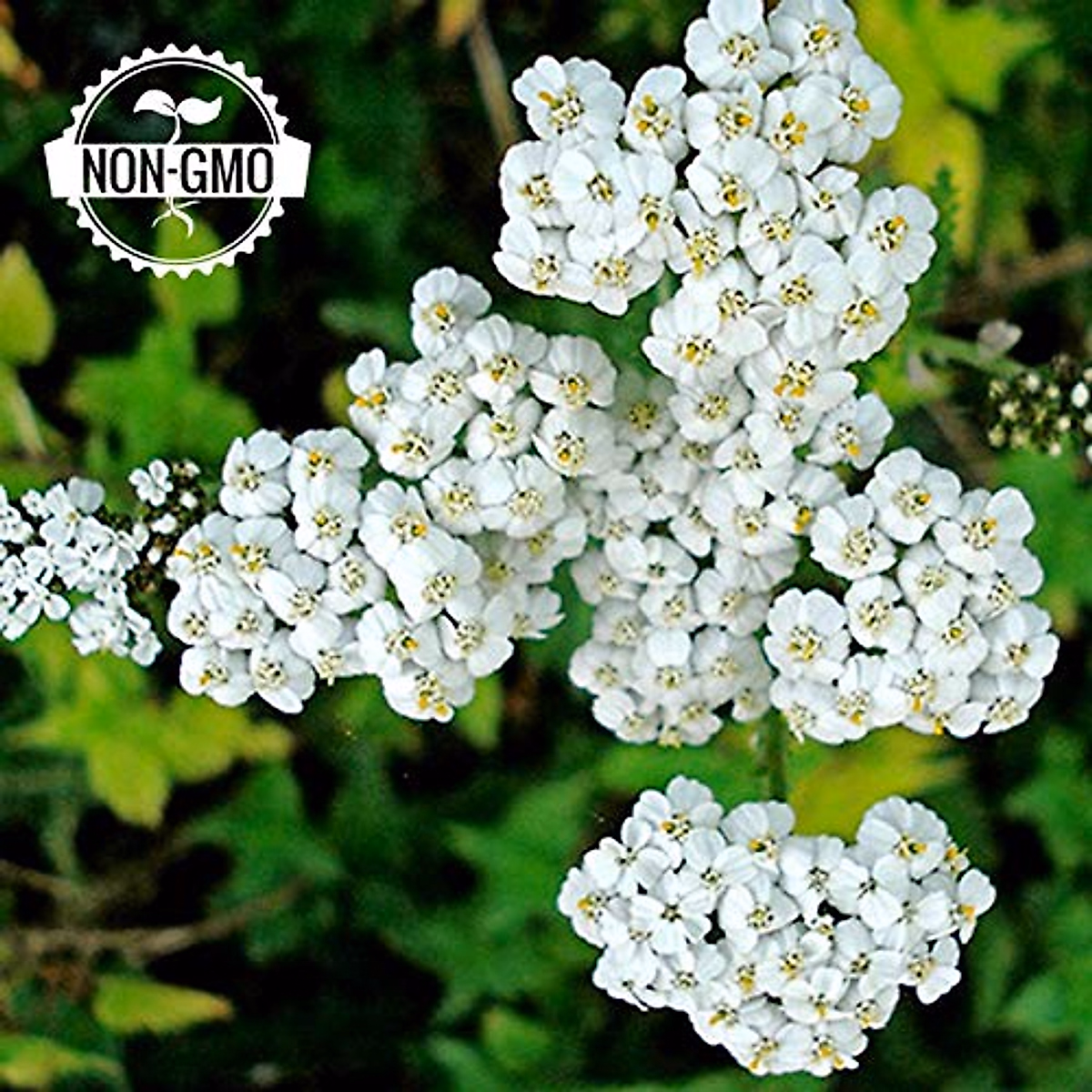 Gaea's Blessing Seeds - White Yarrow Seeds with Easy to Follow Instructions - Heirloom Non-GMO 93% Germination Rate