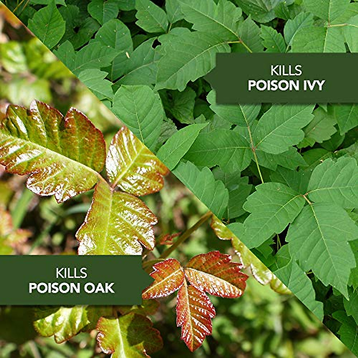 BioAdvanced Brush Killer Plus, Concentrate, 32 oz – Kills Tough Brush Roots & All, Kills Poison Ivy